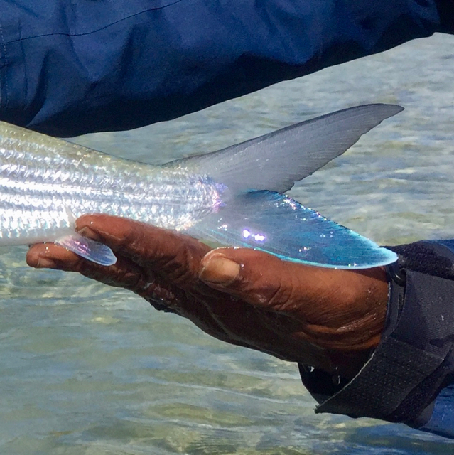 The importance of details – Tim Neville